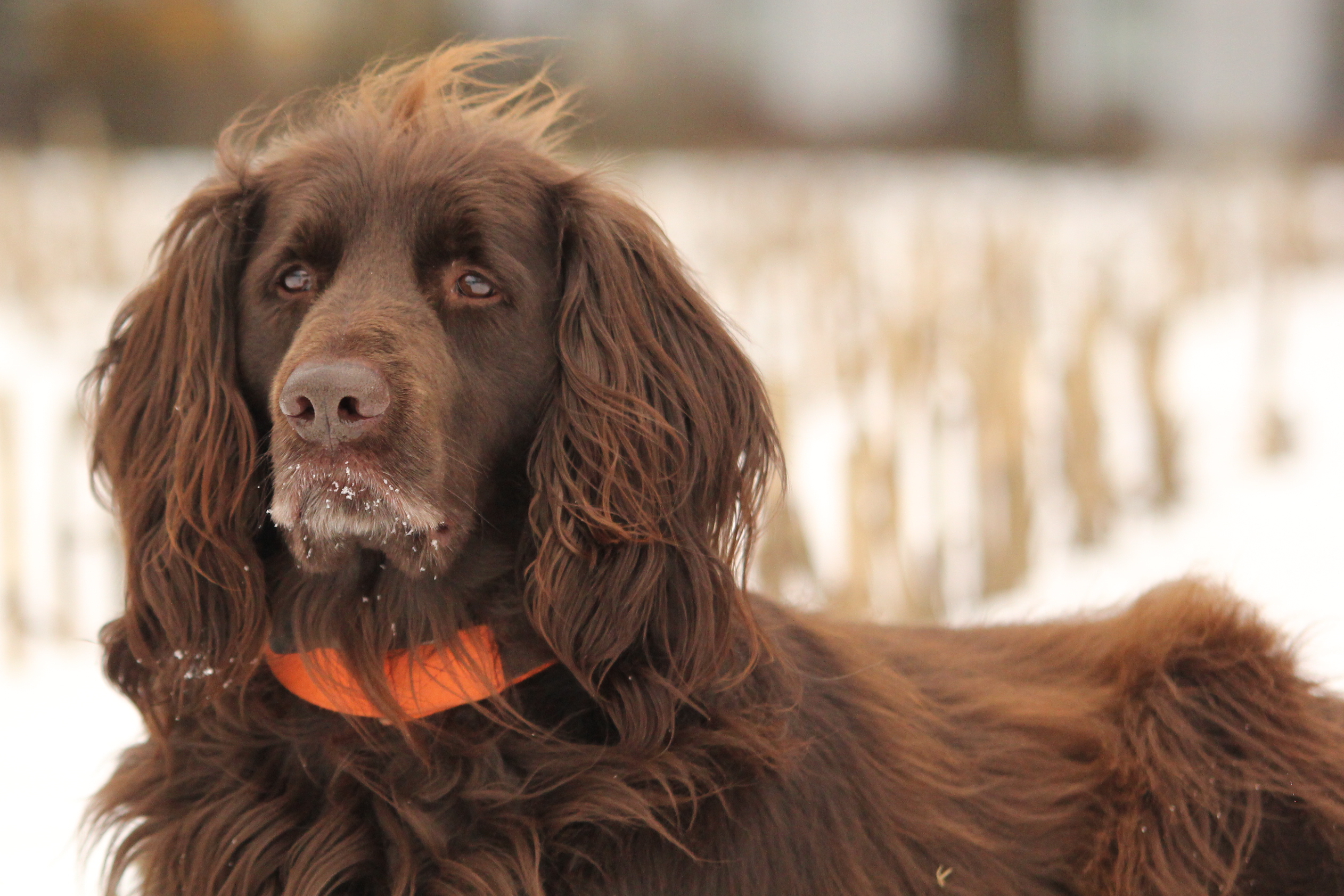 Vorstehhunde | Deutscher Jagdverband