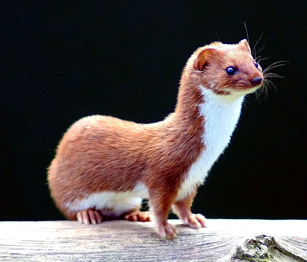 Mauswiesel (Mustela nivalis) | Deutscher Jagdverband