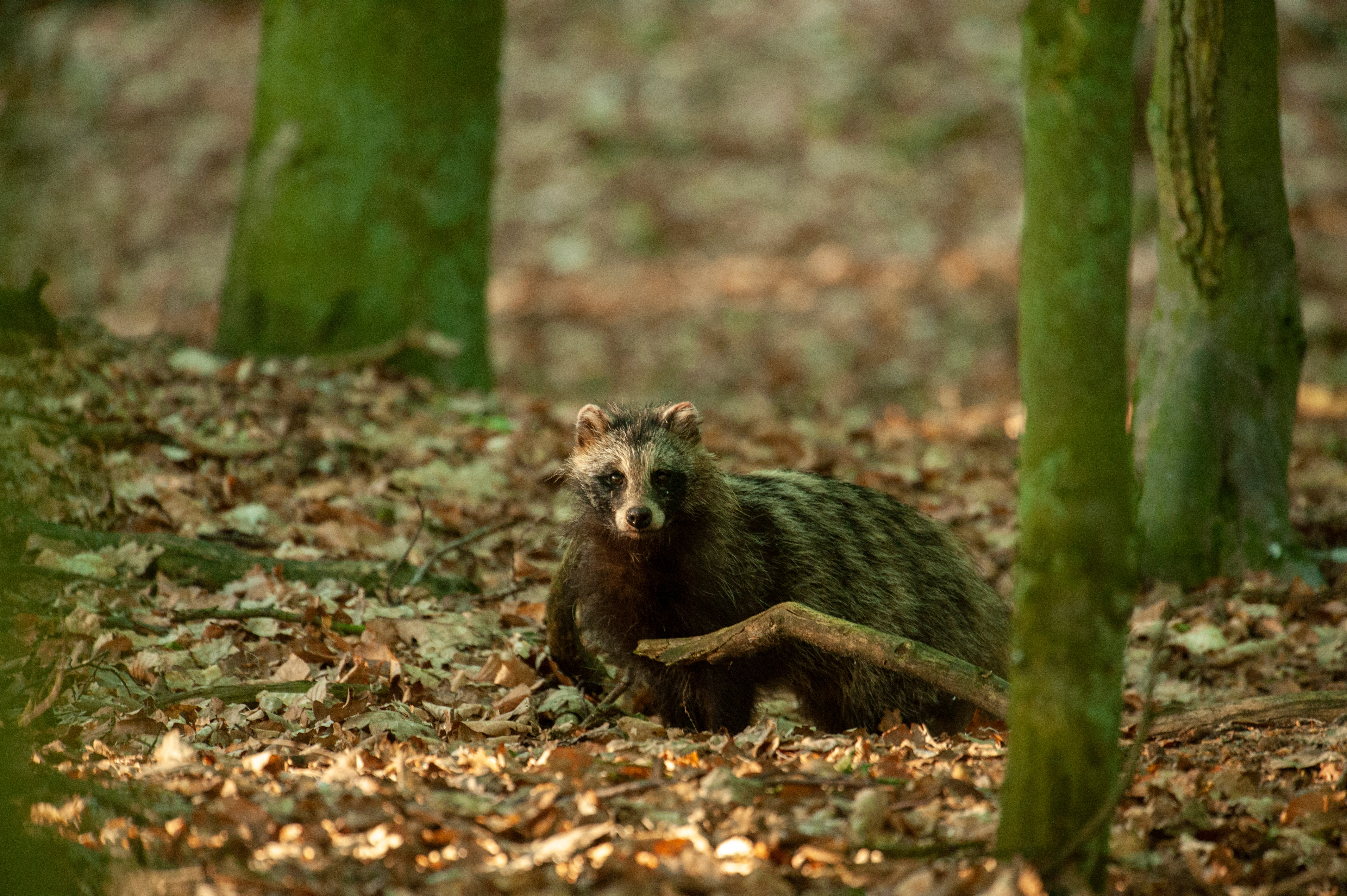 Marderhund (Nyctereutes procyonoides) | Deutscher Jagdverband