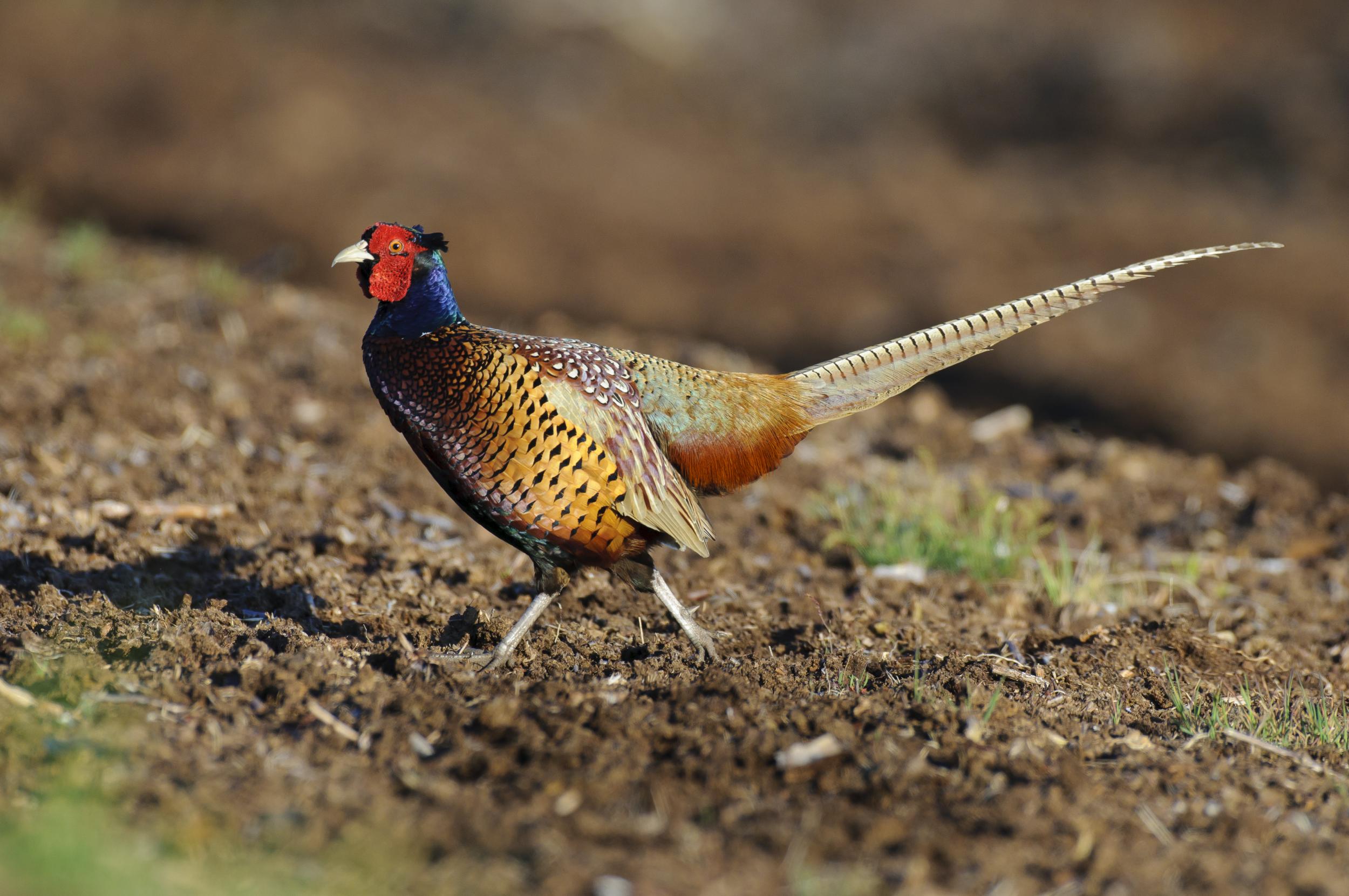 Fasan (Phasianus colchicus) | Deutscher Jagdverband