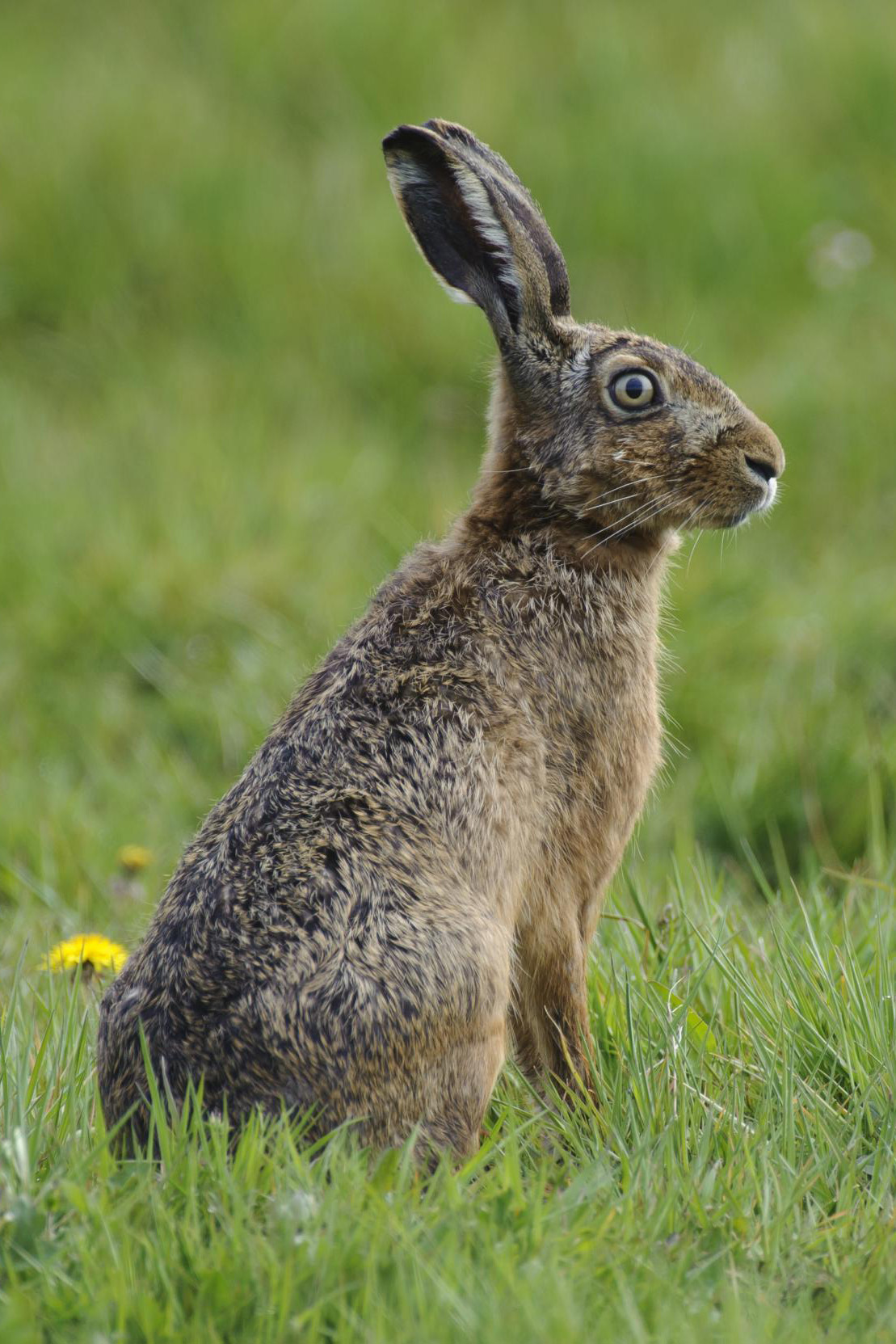 Feldhase (Lepus europaeus) | Deutscher Jagdverband