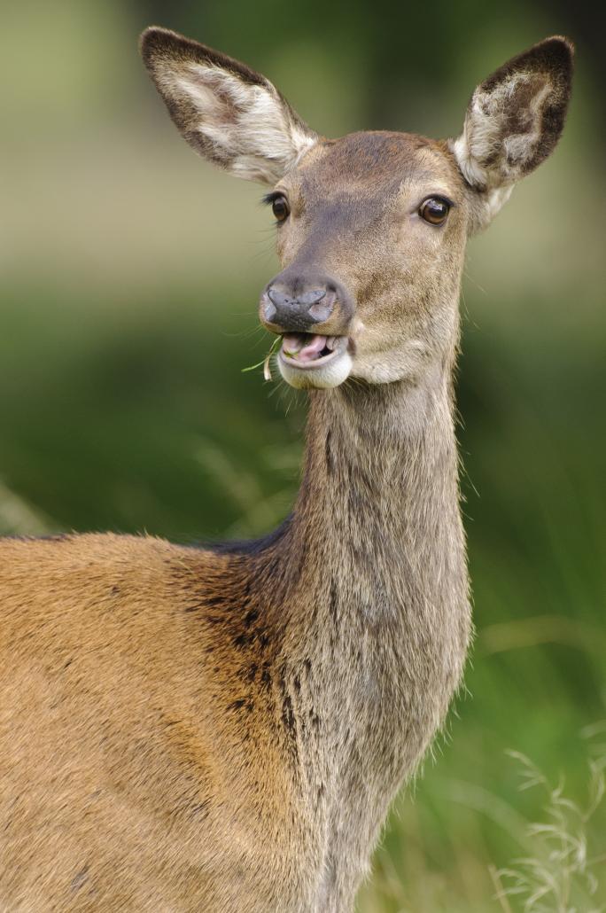 Reh (Capreolus capreolus) | Deutscher Jagdverband