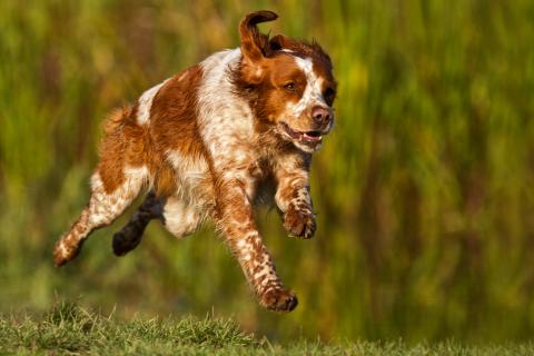 Vorstehhunde | Deutscher Jagdverband