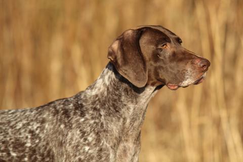Vorstehhunde | Deutscher Jagdverband