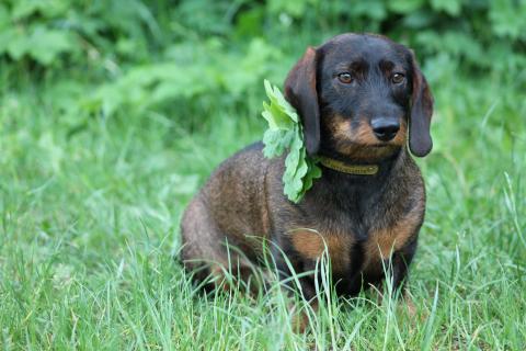 Jagdhund | Deutscher Jagdverband