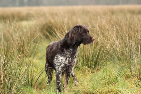 Vorstehhunde | Deutscher Jagdverband