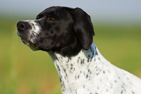Vorstehhunde | Deutscher Jagdverband
