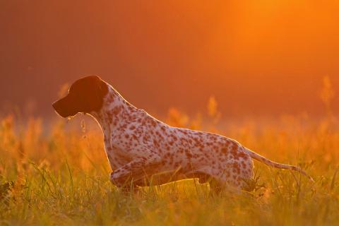 Vorstehhunde | Deutscher Jagdverband