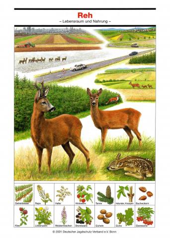 Reh | Deutscher Jagdverband