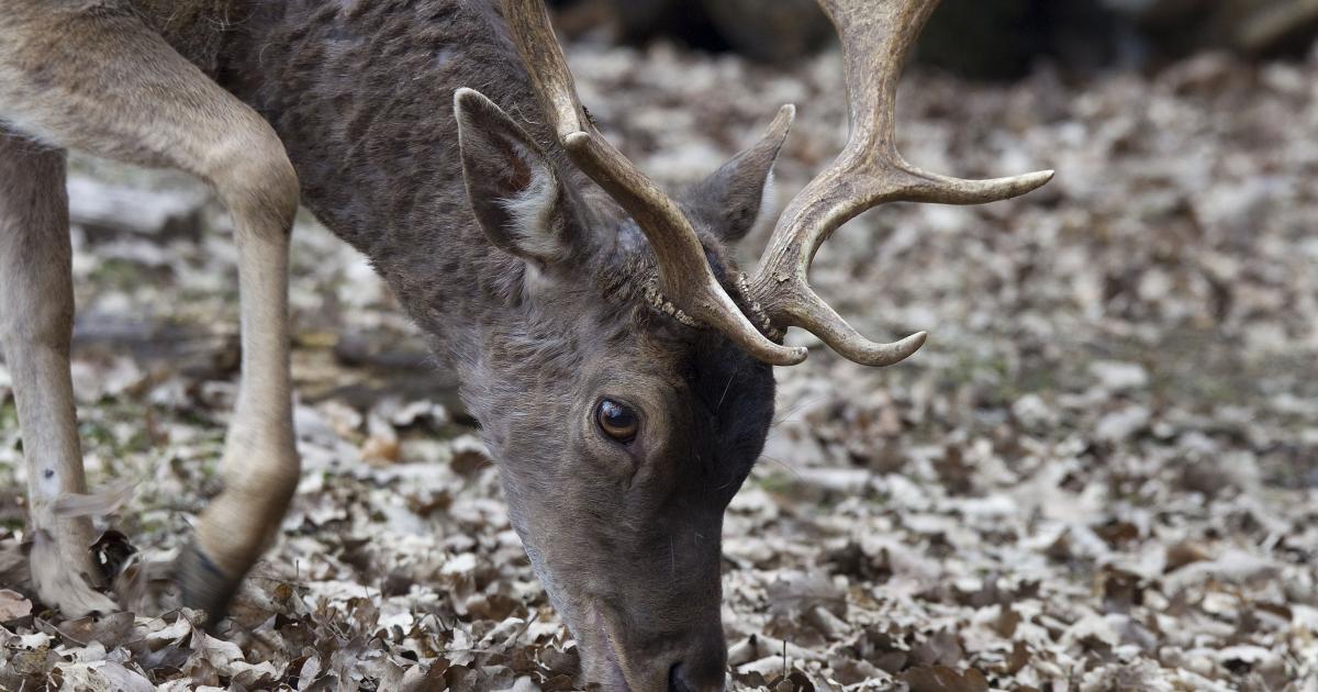 Damwild (Dama dama) | Deutscher Jagdverband