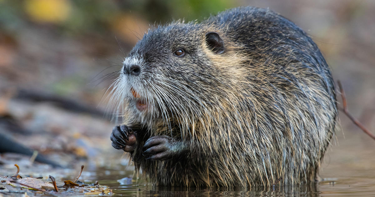 Nutria (Myocastor coypus) | Deutscher Jagdverband