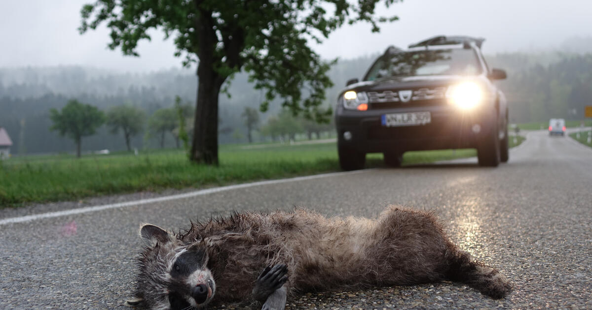 Wildunfallgefahr im April und Mai besonders hoch | Deutscher Jagdverband