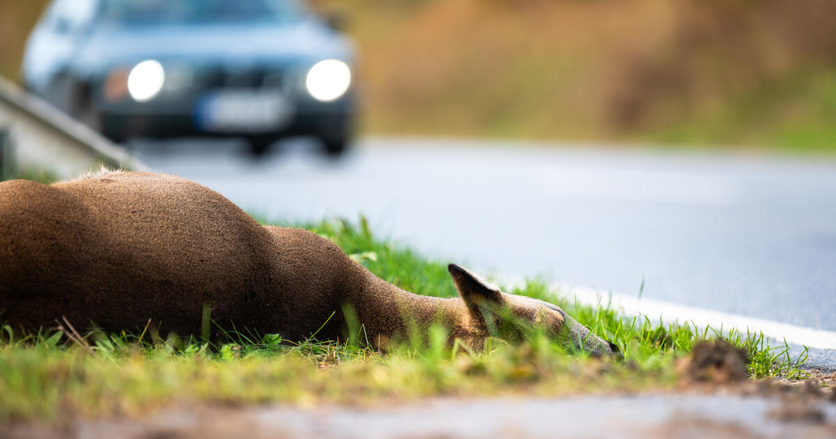 Risiko von Wildunfällen jetzt besonders hoch | Deutscher Jagdverband