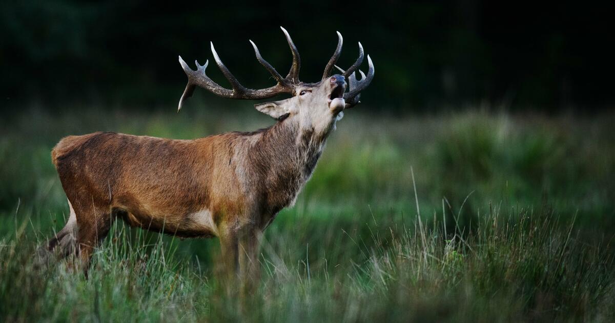 DJV-Position zur Zukunft vom Rotwild | Deutscher Jagdverband