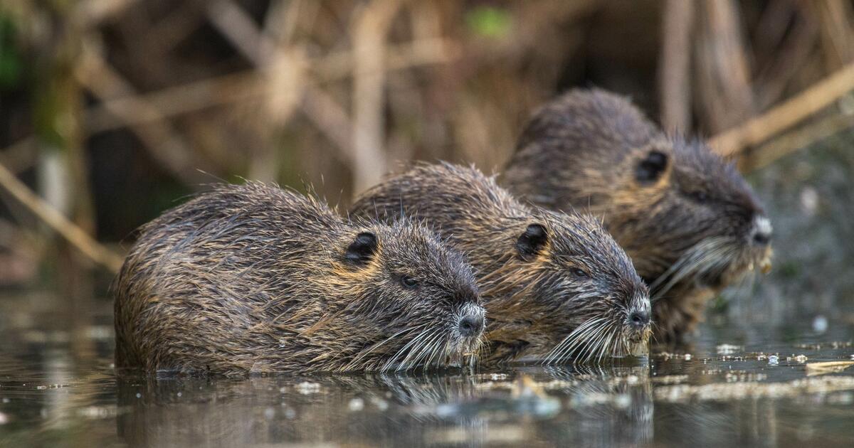 Invasive Nutria hat ihr Vorkommen verdoppelt | Deutscher Jagdverband