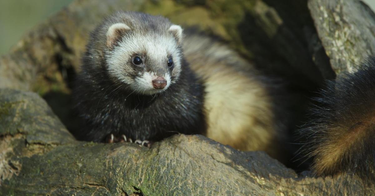 Iltis oder Waldiltis (Mustela putorius) | Deutscher Jagdverband