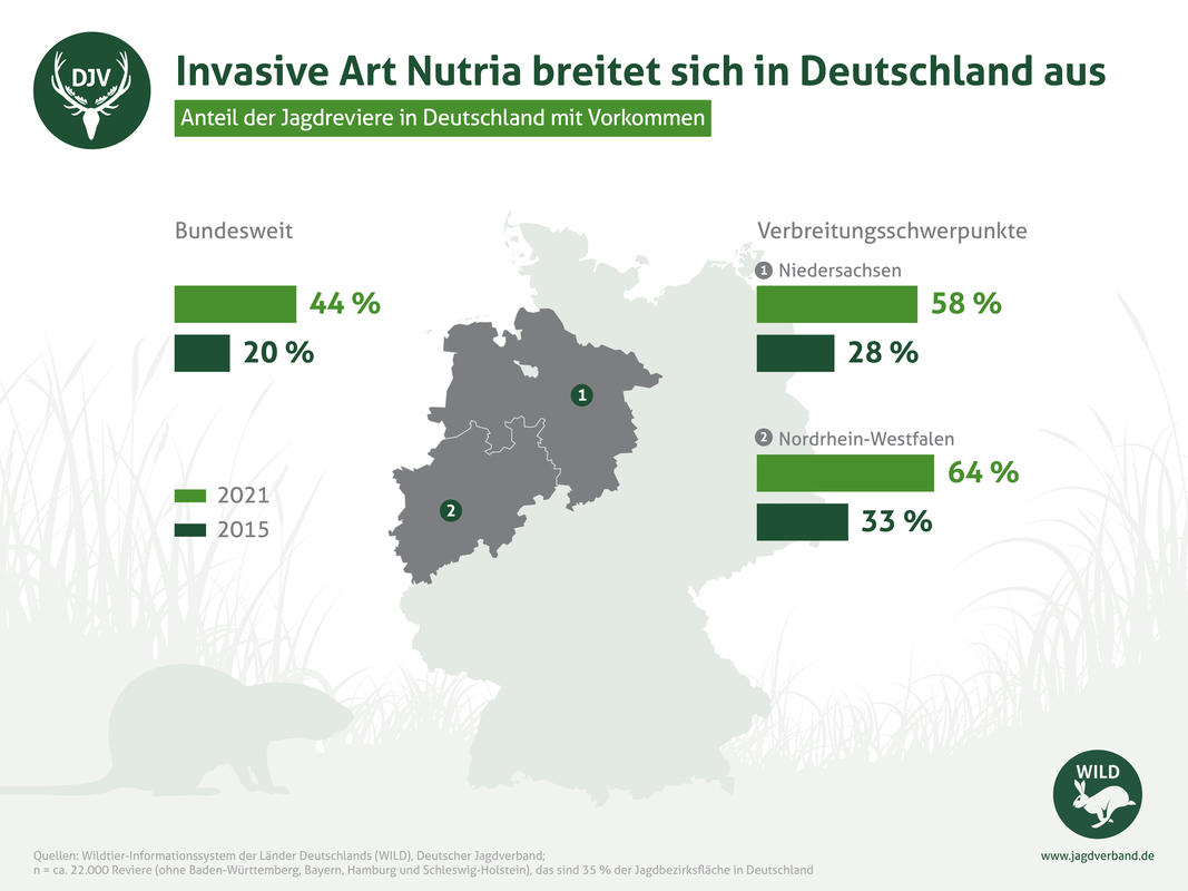 Die Nutria breitet sich aus in Deutschland | Deutscher Jagdverband