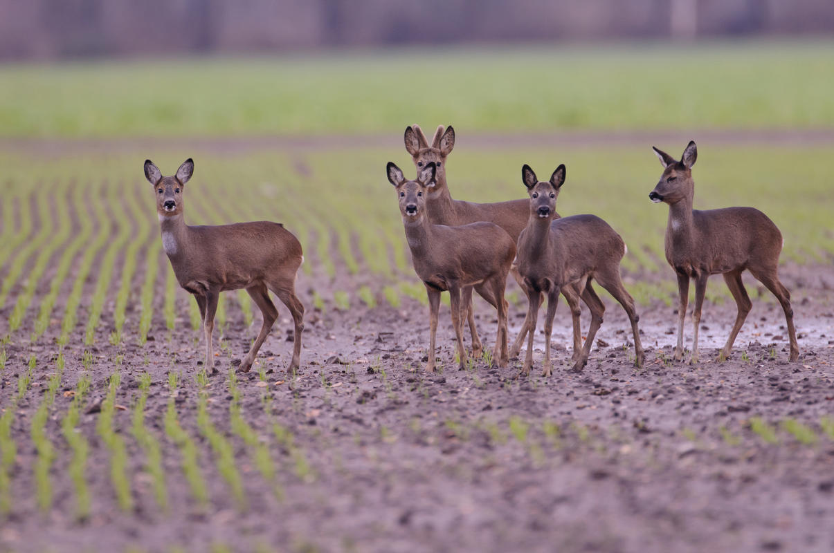 Verband: Wildbestand in Wäldern zurückgegangen – Weniger Tiere erlegt ...