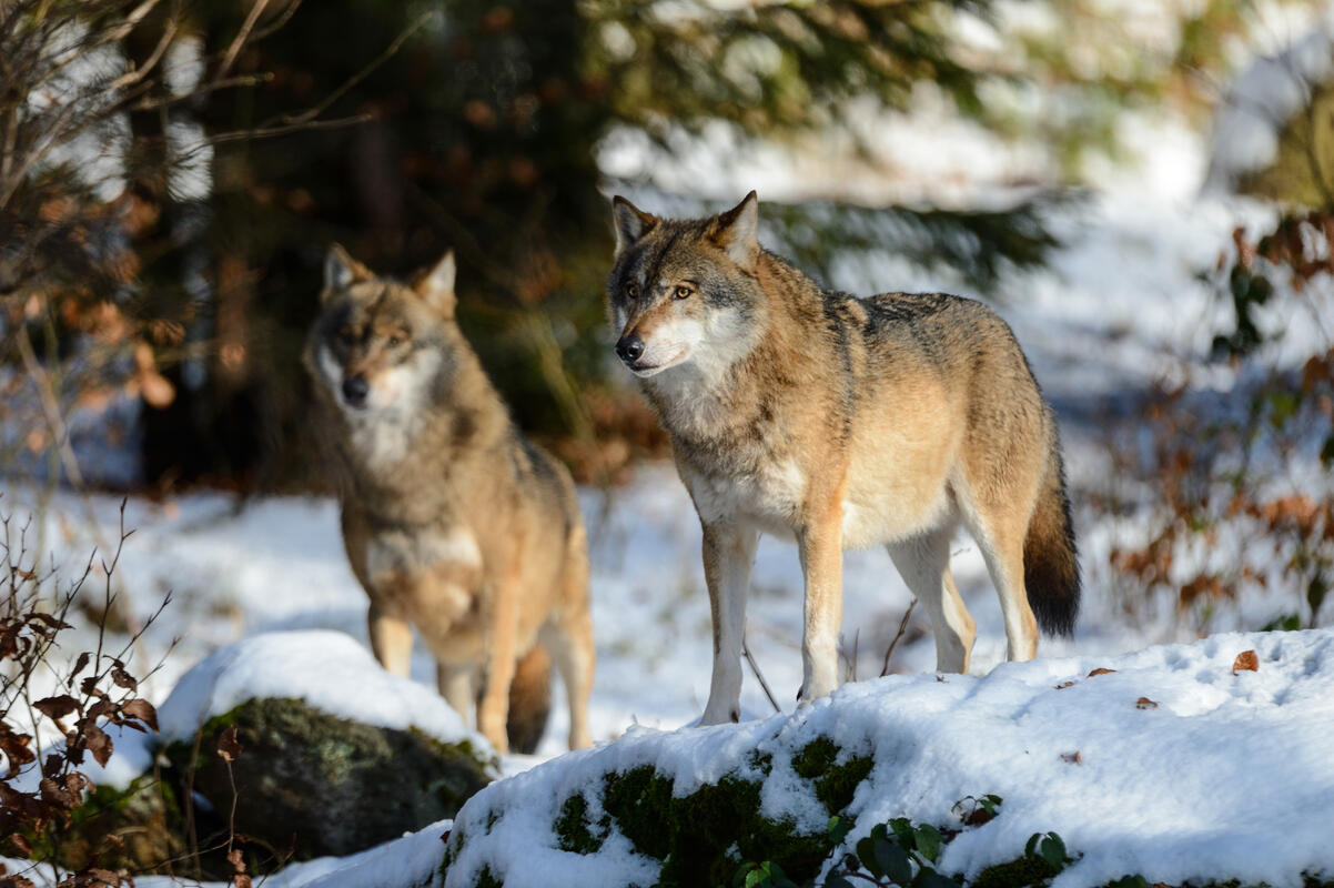 Kritik an Blockadehaltung des Bundes zum Wolf | Deutscher Jagdverband