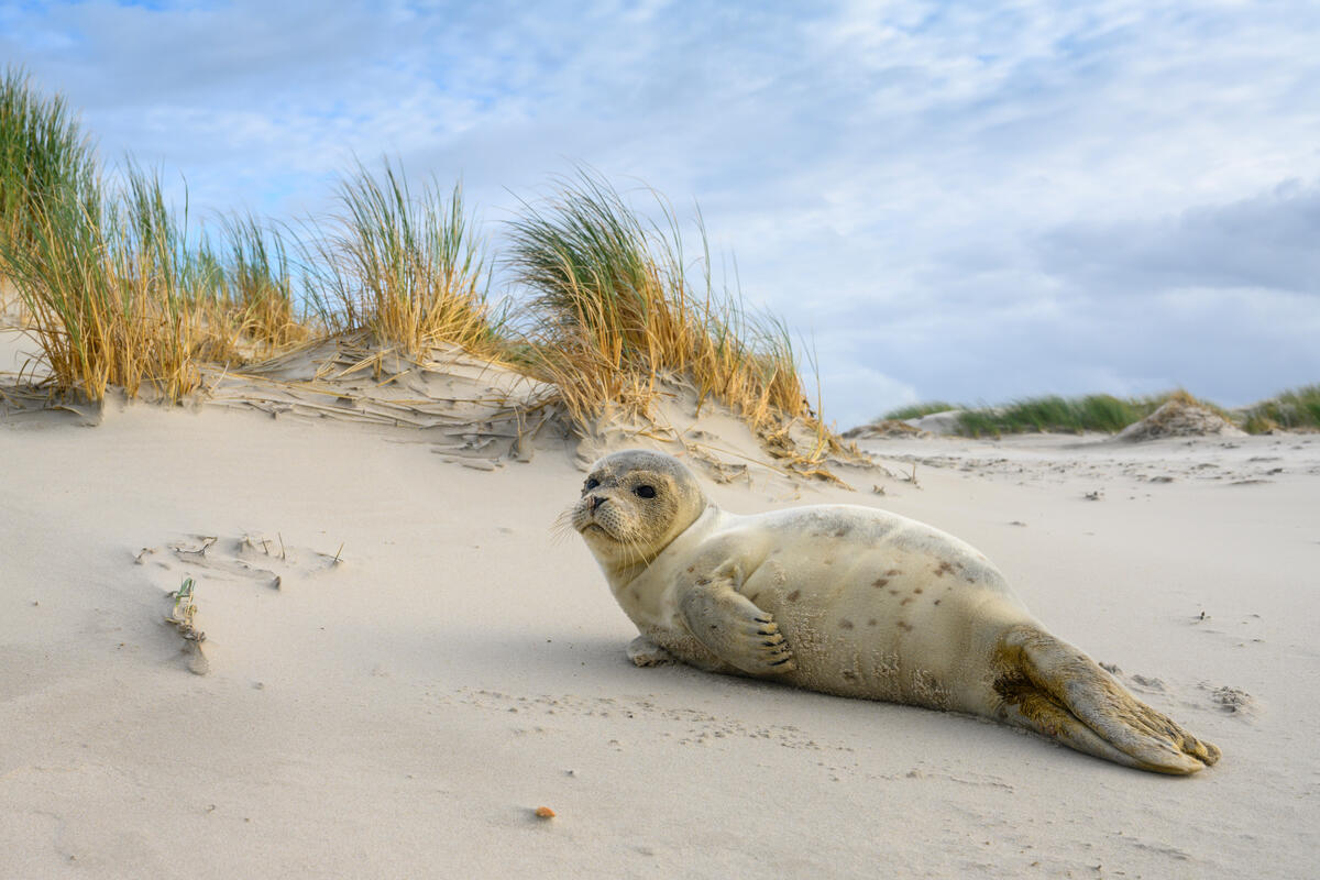 Seehund (Phoca vitulina) | Deutscher Jagdverband